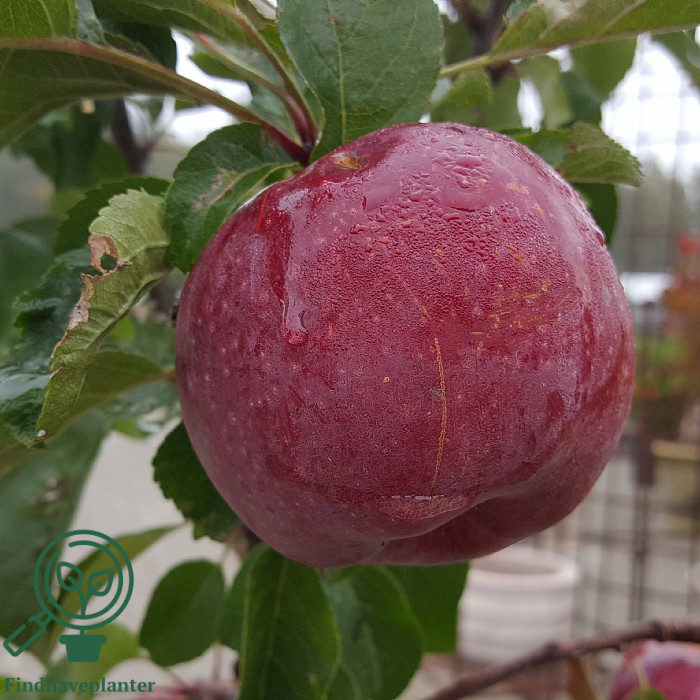 Malus dom. ´Blue Tower´ - TTPlant