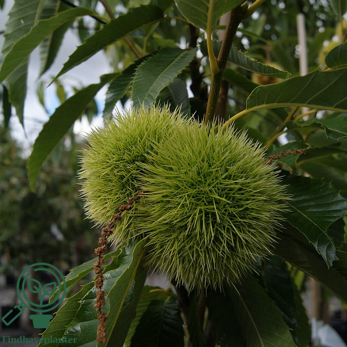Castanea sat. ´Lyon` - TTPlant