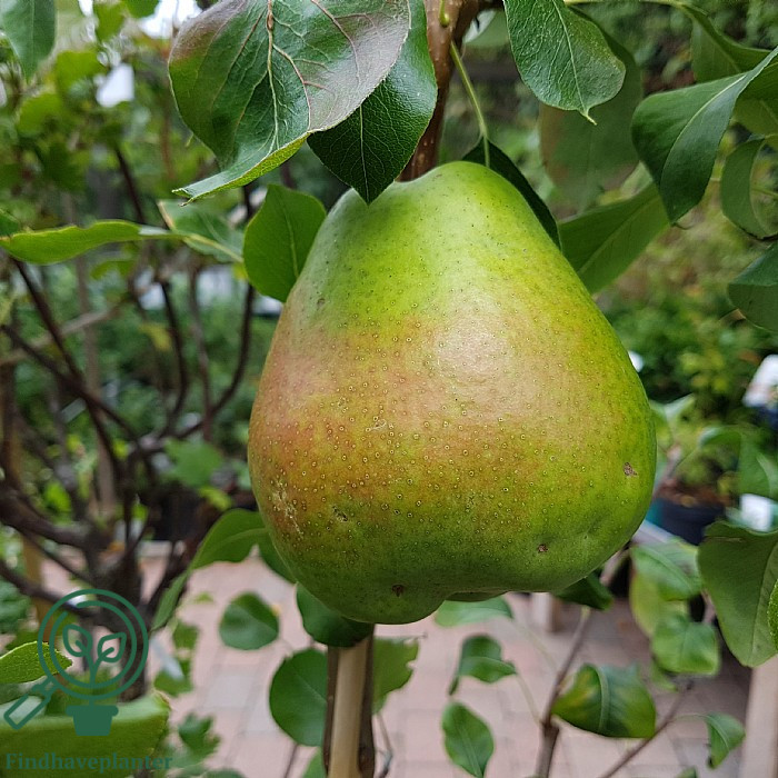 Pyrus com. ´Alexander Lucas´ Podet på kvæde A - TTPlant