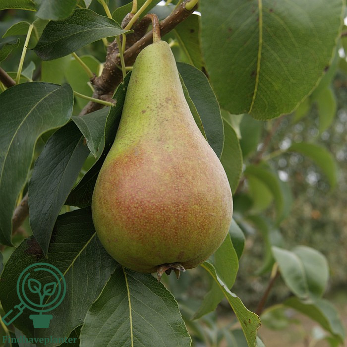 Pyrus com. ´Concorde´ - TTPlant