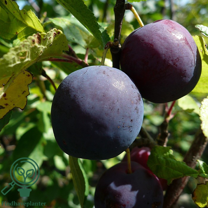 Prunus dom. `Czar` Podet på St. Julien - TTPlant