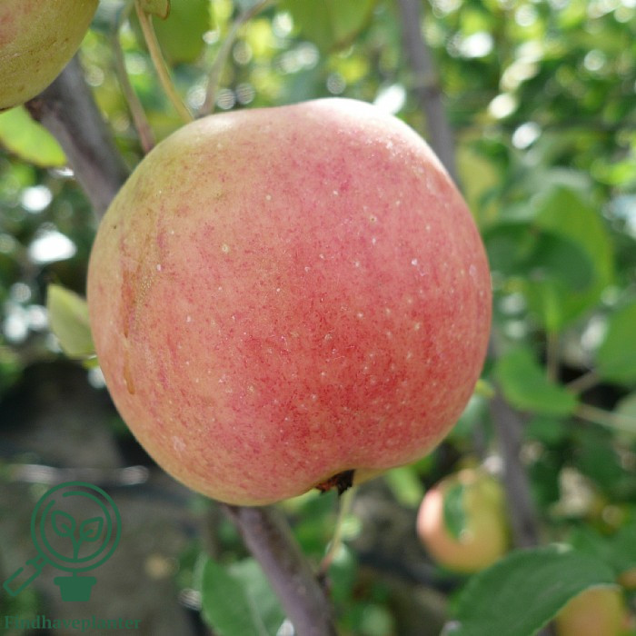 Malus dom. ´Ahrista´ M111 - TTPlant