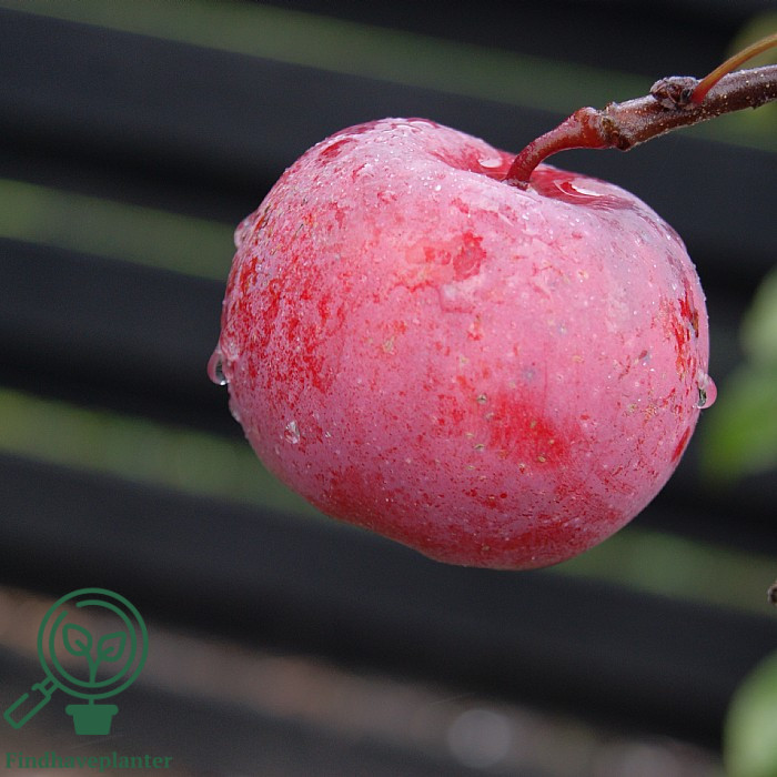 Malus dom. ´Redlove Circe´ - TTPlant