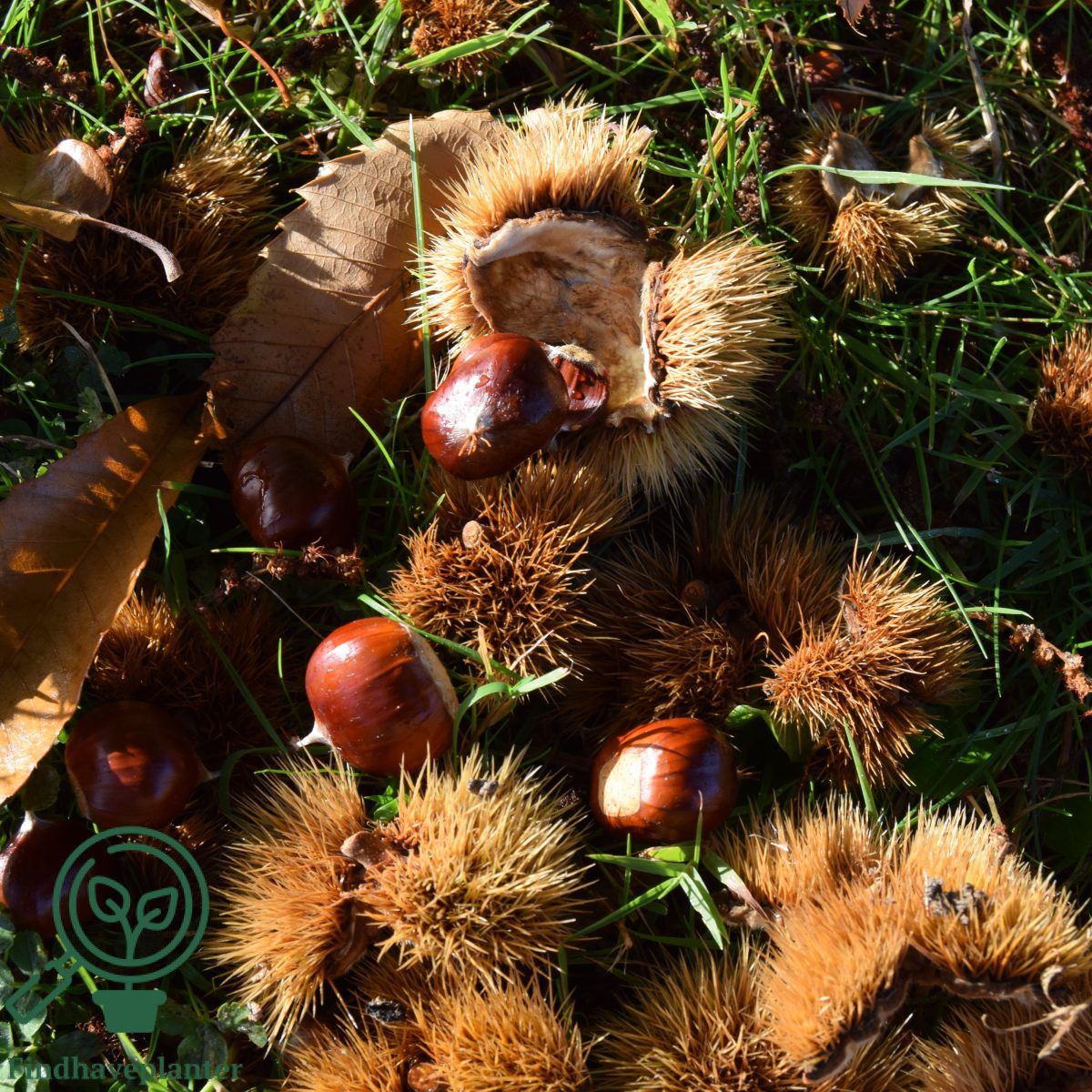 Castanea sativa - TTPlant