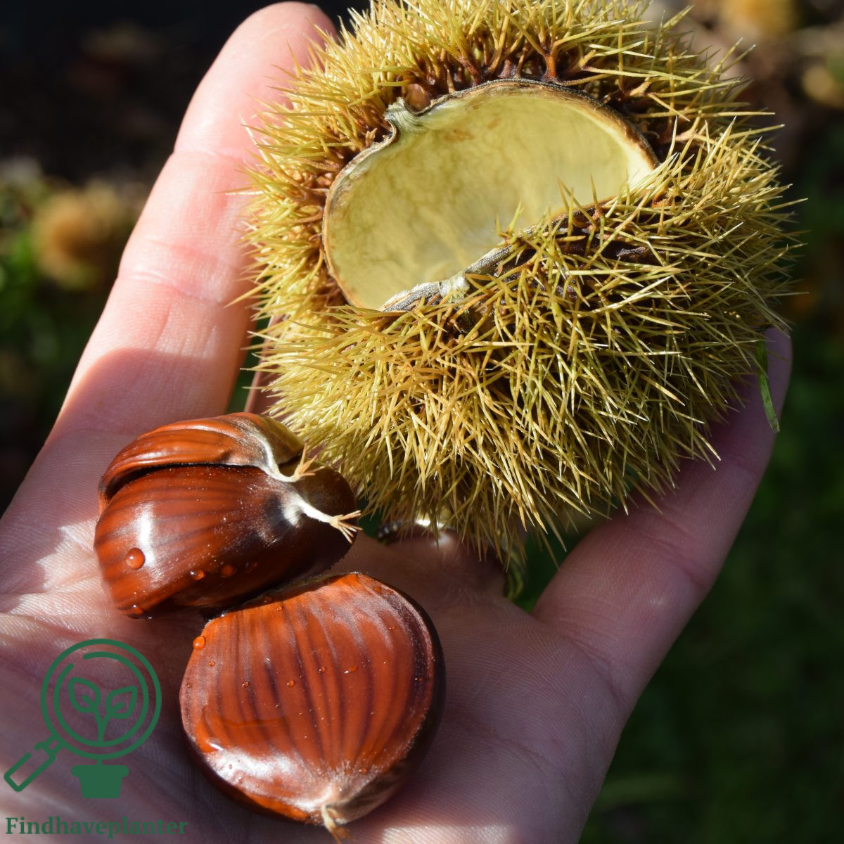 Castanea sativa - TTPlant