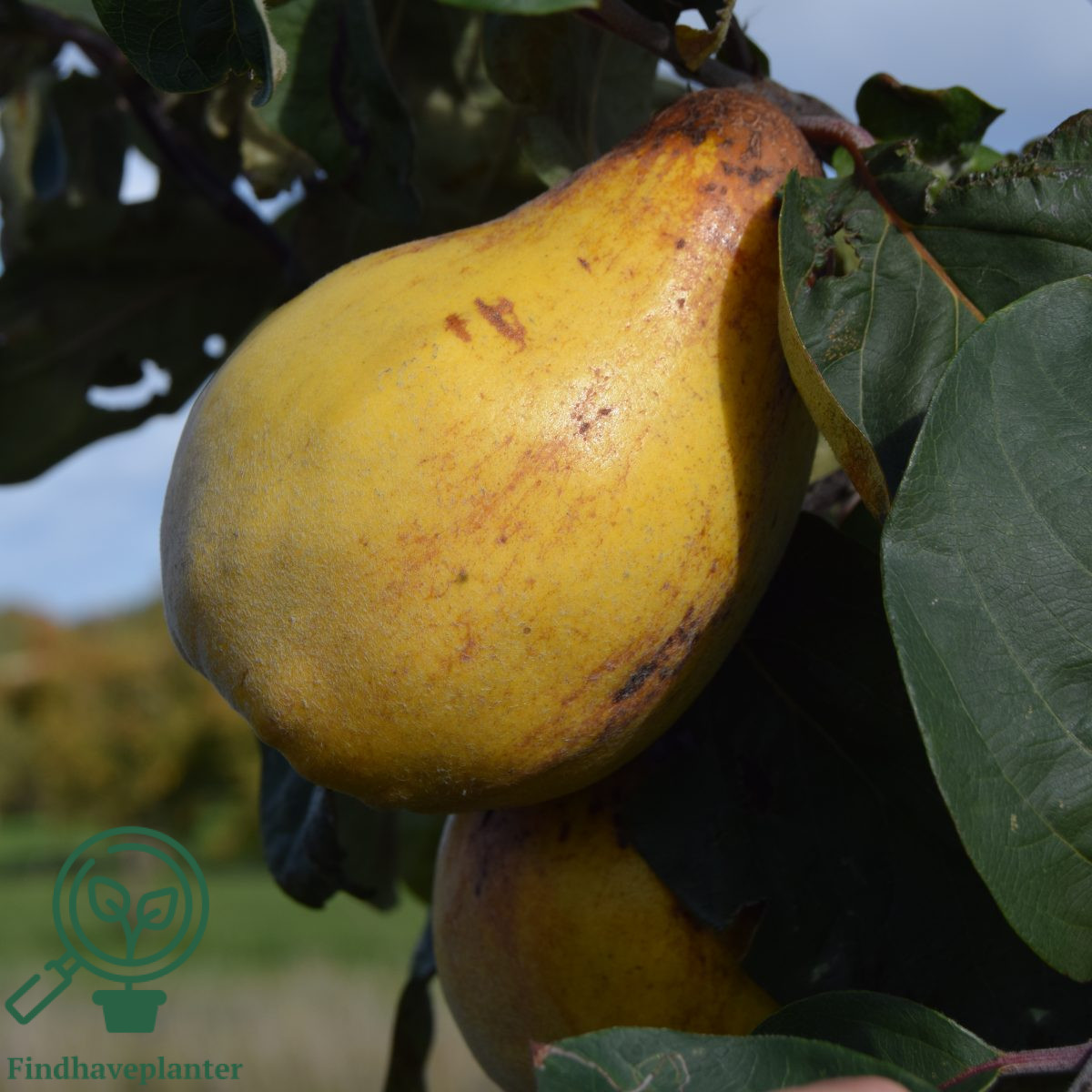 Cydonia obl. ´Vranja´ - TTPlant