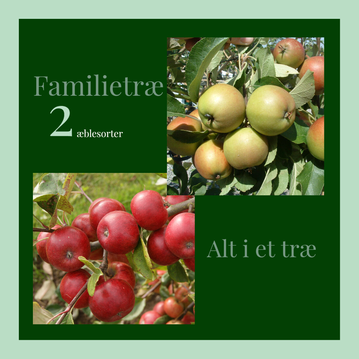 Malus dom. ´Duo-Æble i sorter´ Familietræ 2-podet Podet på M111 - TTPlant